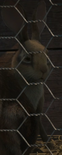 Boxwood | Animated Animals Wiki | Fandom