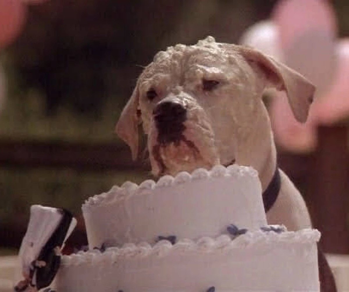 Chance (Homeward Bound) | Animated Animals Wiki | Fandom