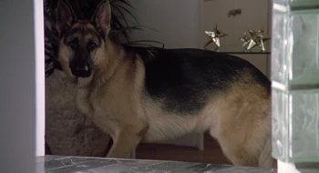 Jerry Lee | Animated Animals Wiki | Fandom