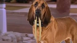 Tooth | Animated Dogs Wiki | Fandom