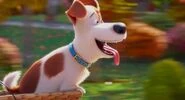 Max | Animated Dogs Wiki | Fandom