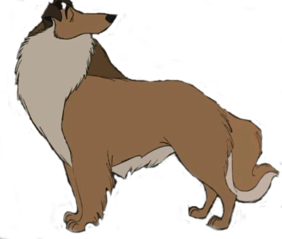 Collie | Animated Dogs Wiki | Fandom