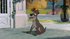Tramp | Animated Dogs Wiki | Fandom