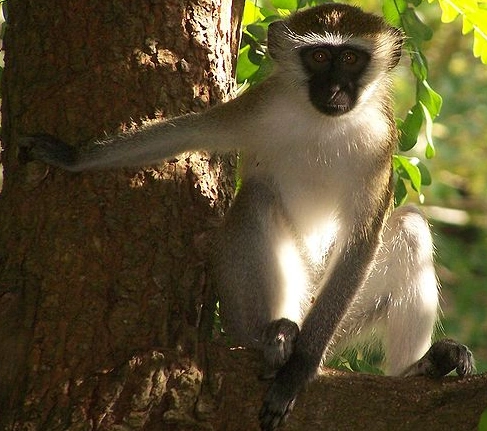 Monkey | Animated Wiki | Fandom