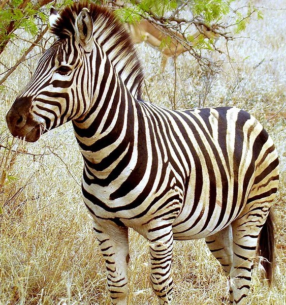 Zebra | Animated Wiki | Fandom