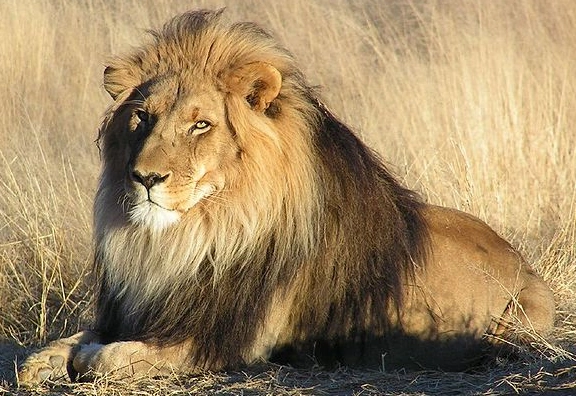 Lion | Animated Wiki | Fandom