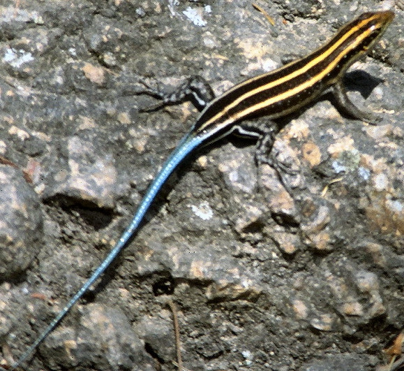 Lizard | Animated Wiki | Fandom