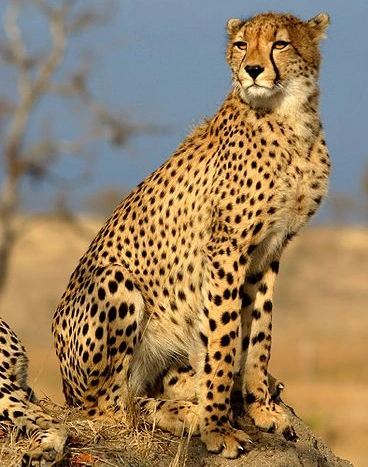 Cheetah | Animated Wiki | Fandom