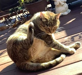 Nebula Void | Animatic Battle Wiki | Fandom