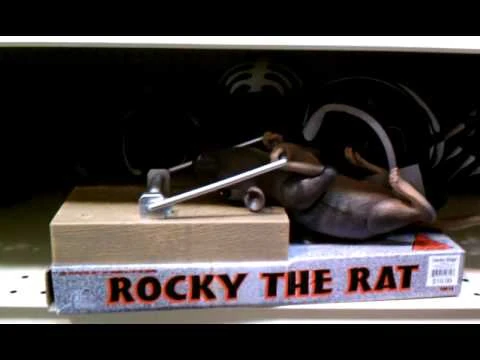 Rocky the rat | Animatronic Wiki | Fandom