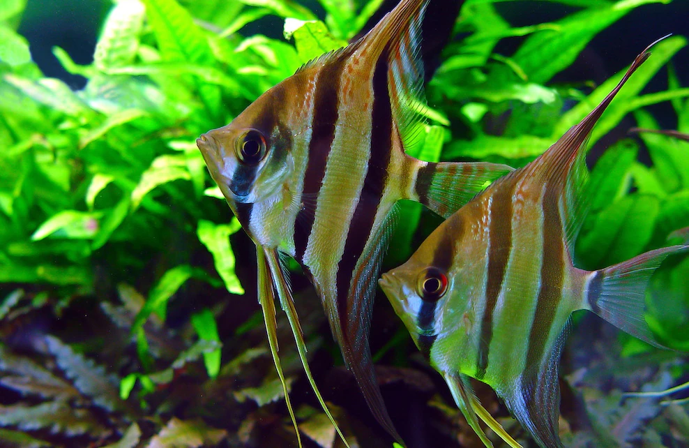 Scalaire | Wiki Animaux | Fandom