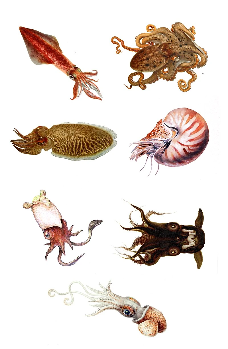 Cephalopoda | Wiki Animaux | Fandom