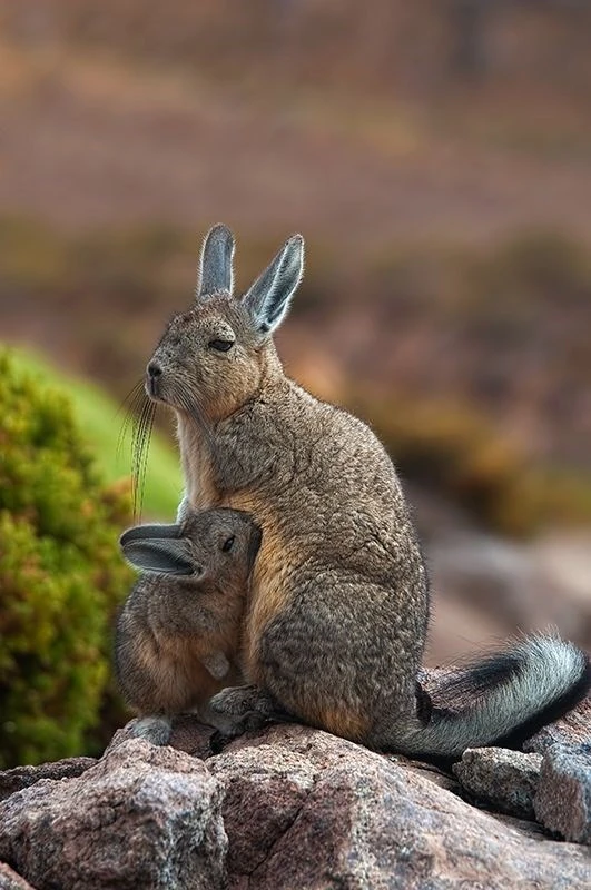 Chinchillidae | Wiki Animaux | Fandom