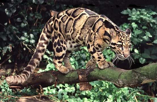 Panthère nébuleuse | Wiki Animaux | Fandom