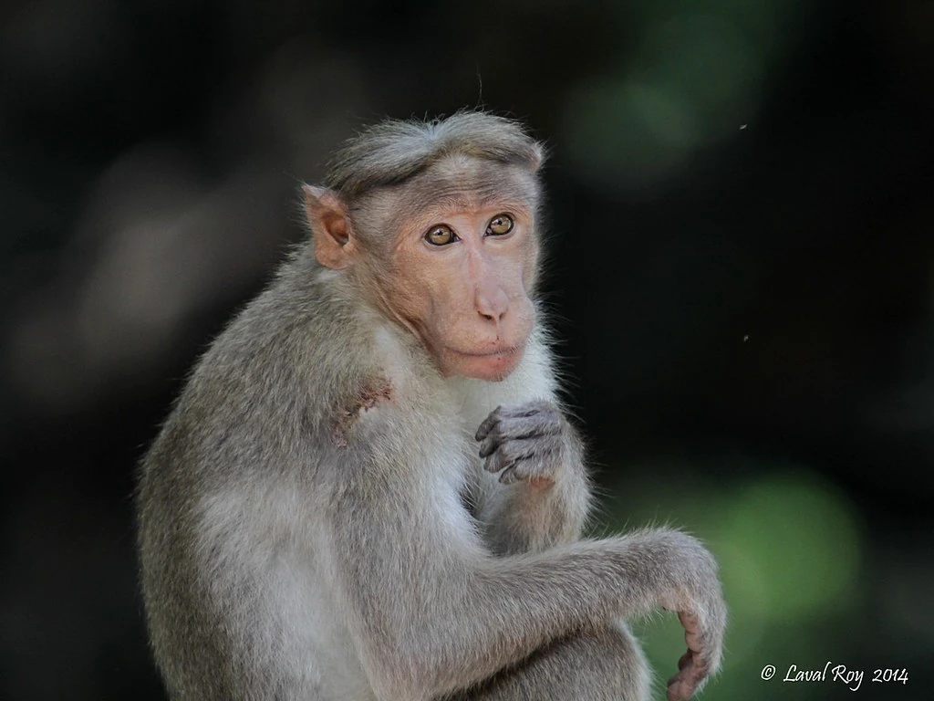 Singe | Wiki Animaux | Fandom