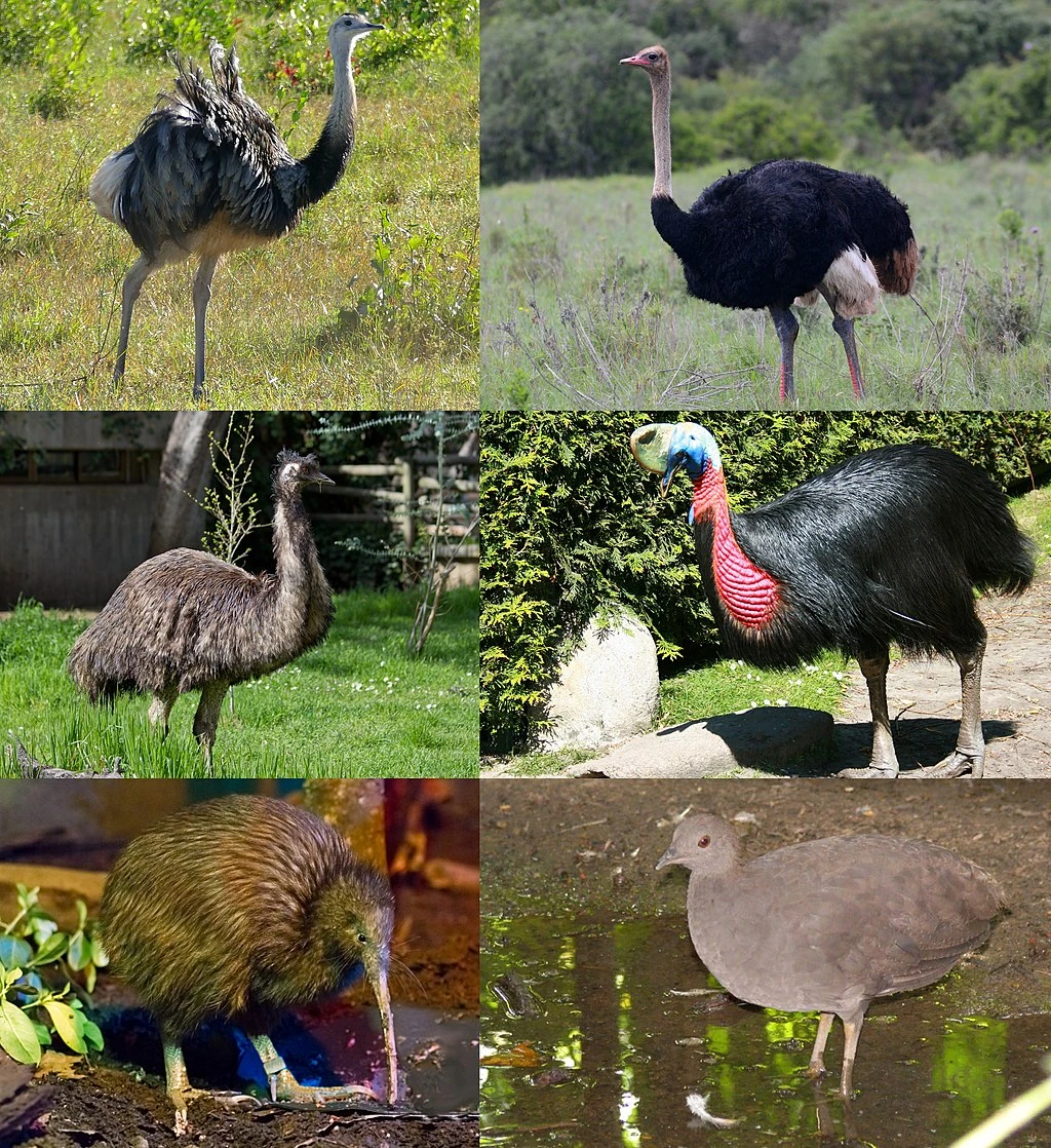 Palaeognathae | Wiki Animaux | Fandom