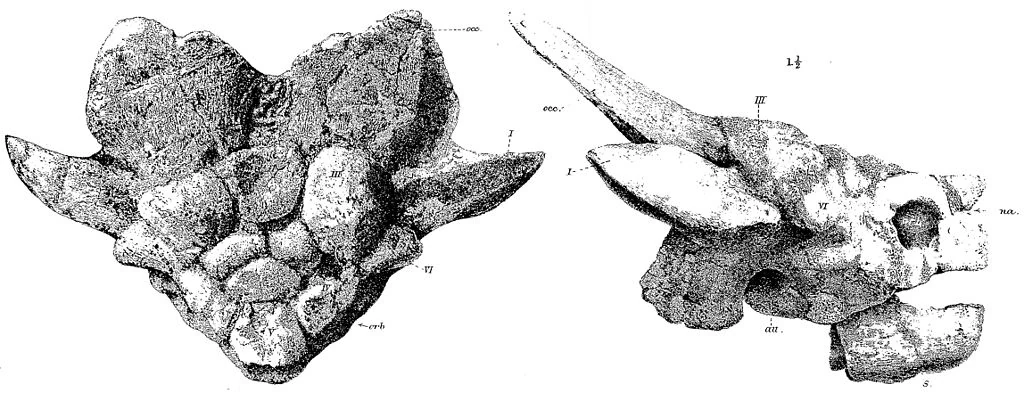 Meiolaniidae | Wiki Animaux | Fandom