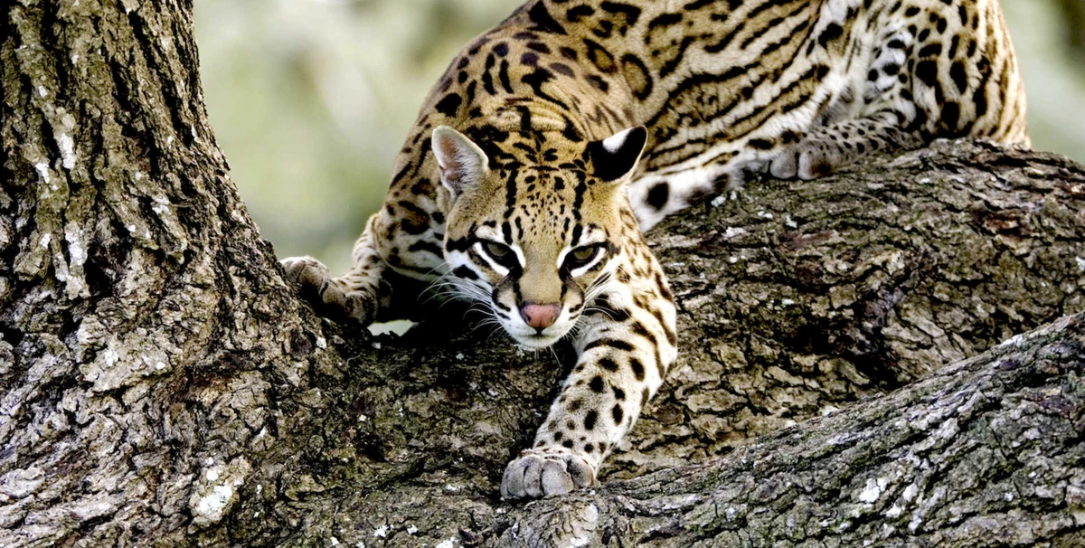 Ocelot | Wiki Animaux | Fandom