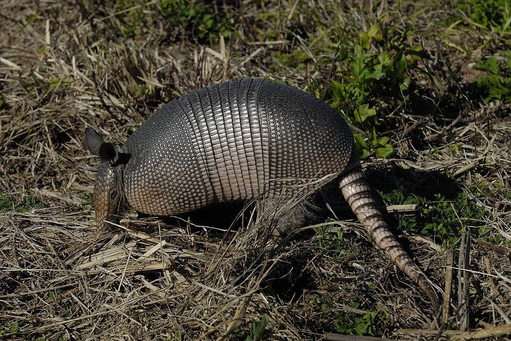 Catégorie:Xenarthra | Wiki Animaux | Fandom