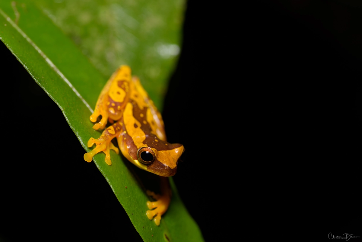 Salientia | Wiki Animaux | Fandom