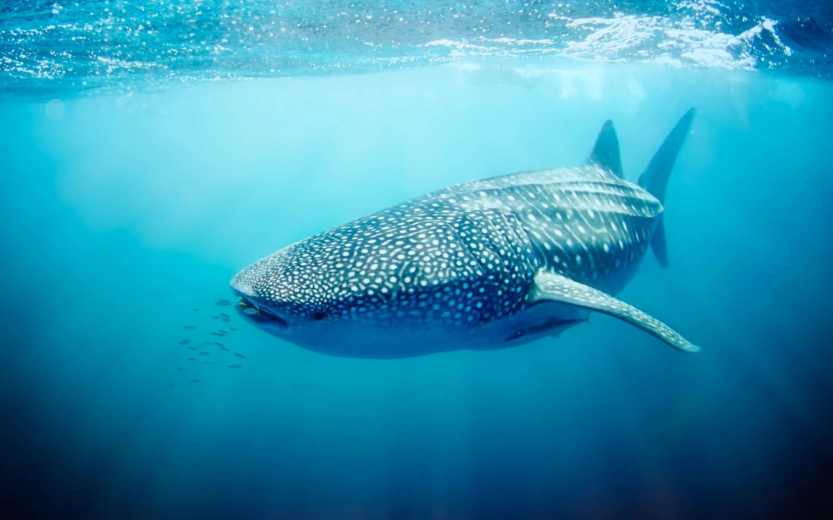 Requin-baleine | Wiki Animaux | Fandom