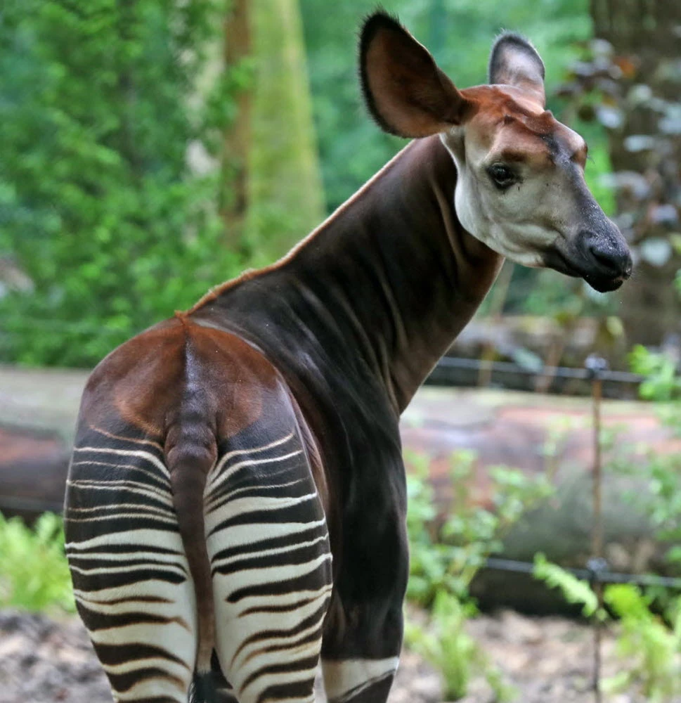 Okapi | Wiki Animaux | Fandom