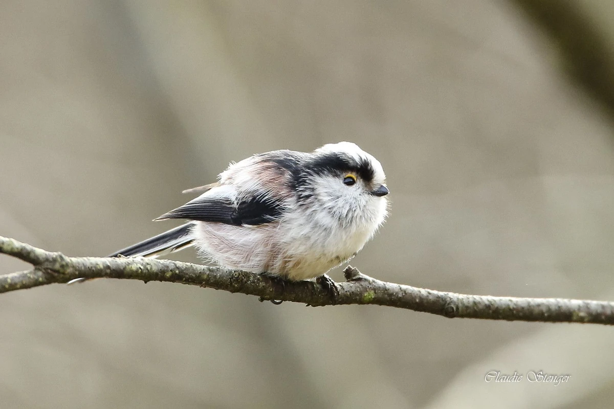 Aegithalidae | Wiki Animaux | Fandom