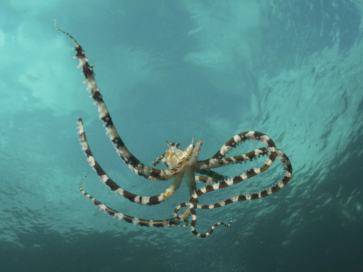 Pieuvre mimétique | Wiki Animaux | Fandom