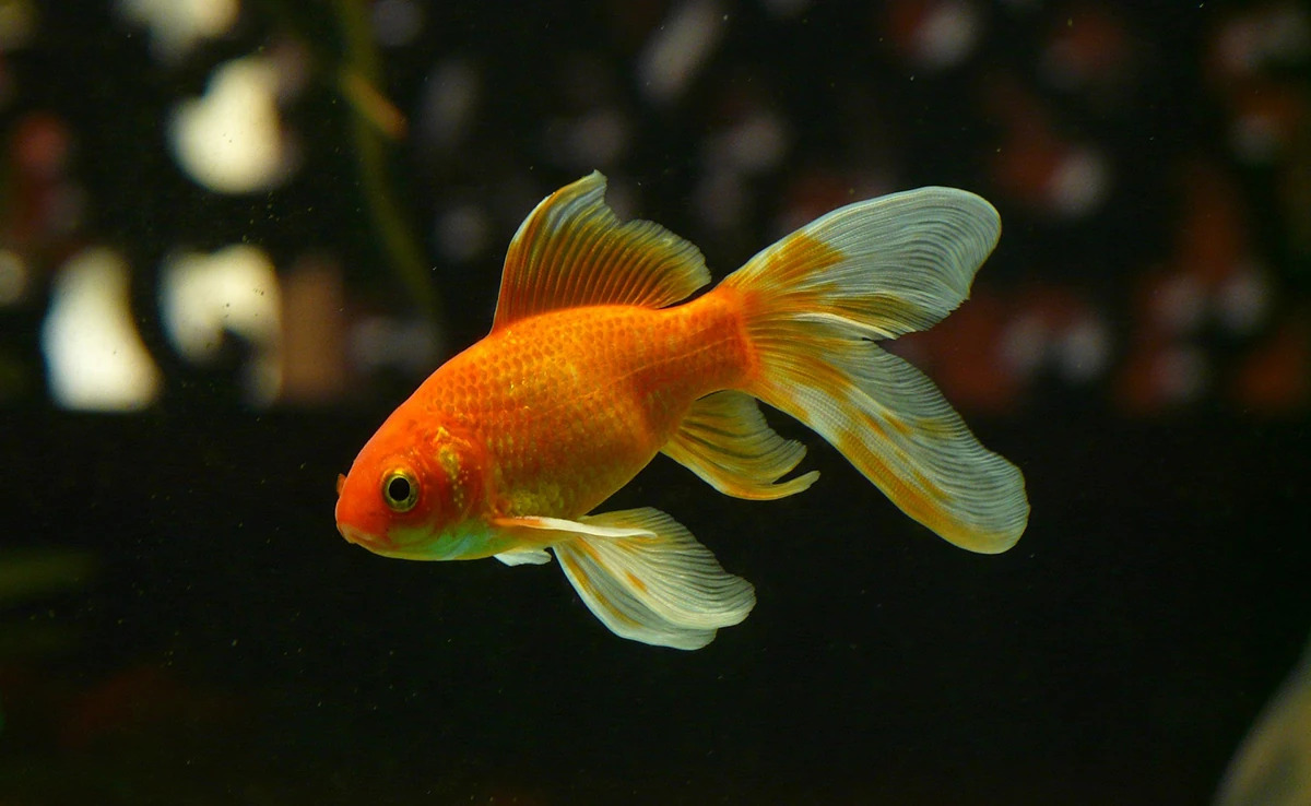 Poisson rouge | Wiki Animaux | Fandom