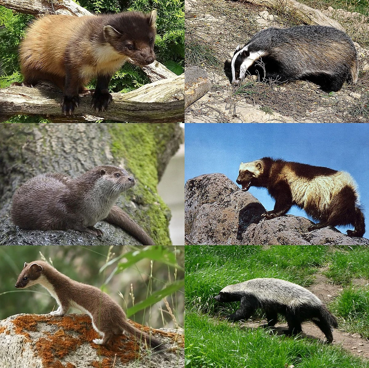 Mustelidae | Wiki Animaux | Fandom