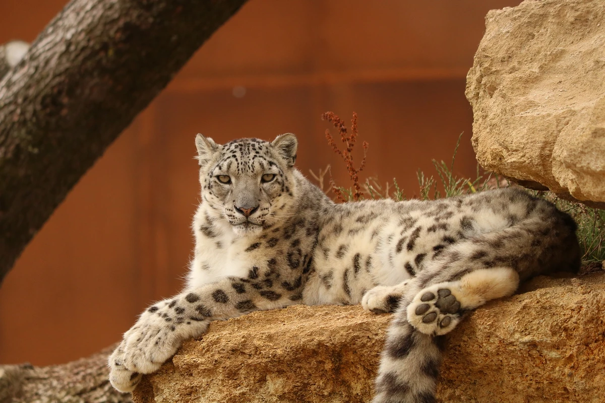 Pantherinae | Wiki Animaux | Fandom
