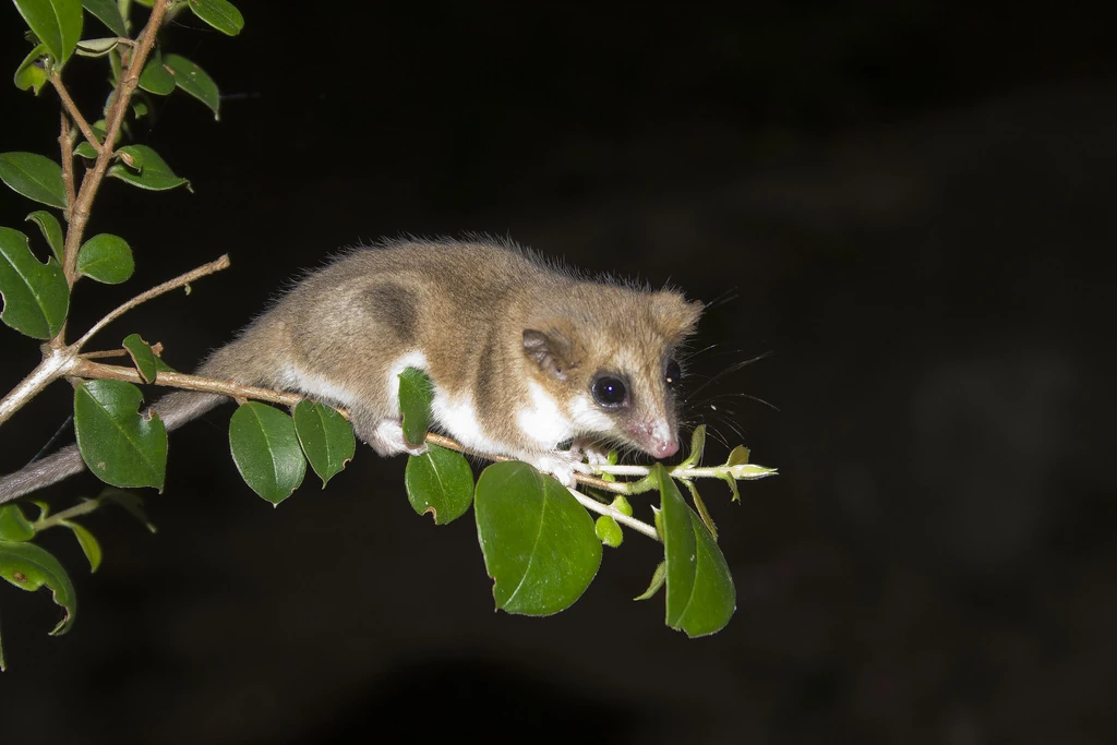 Catégorie:Metatheria | Wiki Animaux | Fandom