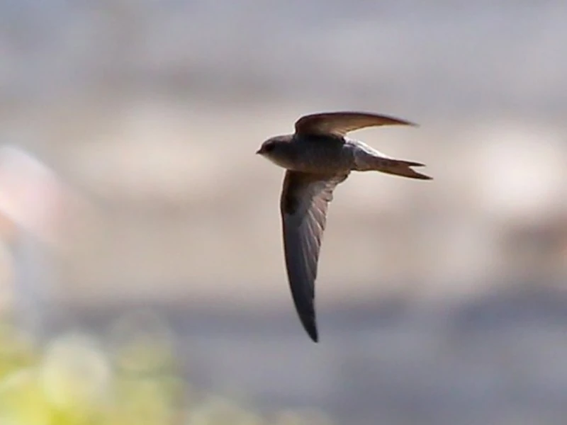 Catégorie:Apus | Wiki Animaux | Fandom