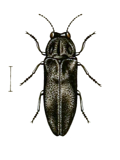 Aaaaba | Wiki Animaux | Fandom