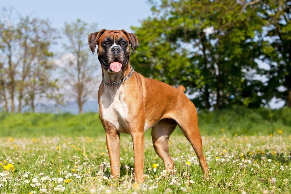 Boxer | Wiki Animaux | Fandom