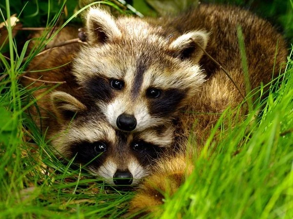 Raton laveur | Wiki Animaux | Fandom