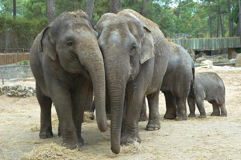 Elephantidae | Wiki Animaux | Fandom