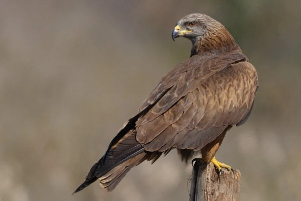 Rapace | Wiki Animaux | Fandom