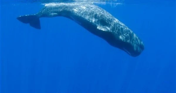 Physeteroidea | Wiki Animaux | Fandom