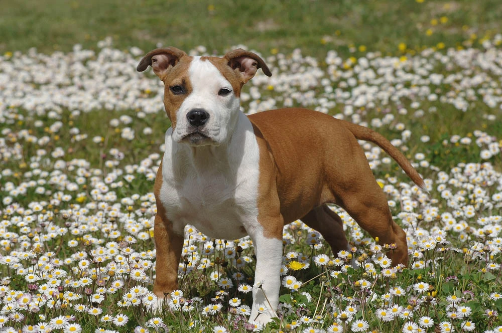 American Staffordshire Terrier | Wiki Animaux | Fandom