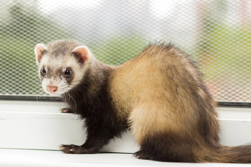 Catégorie:Mustelinae | Wiki Animaux | Fandom