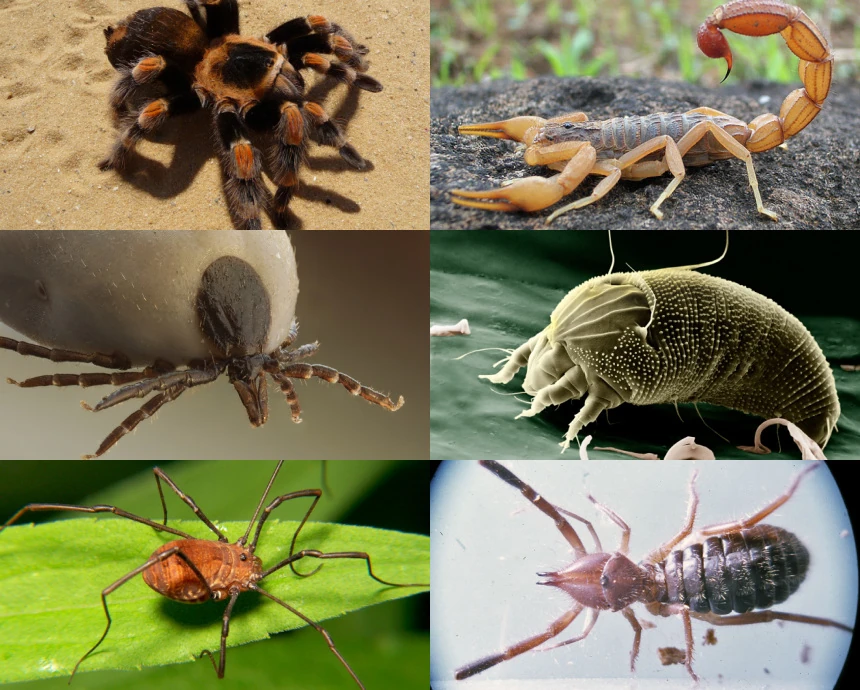 Arachnida | Wiki Animaux | Fandom