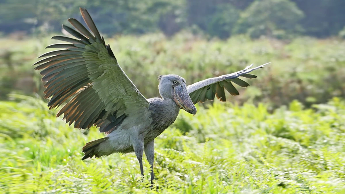 Catégorie:Carnivores | Wiki Animaux | Fandom