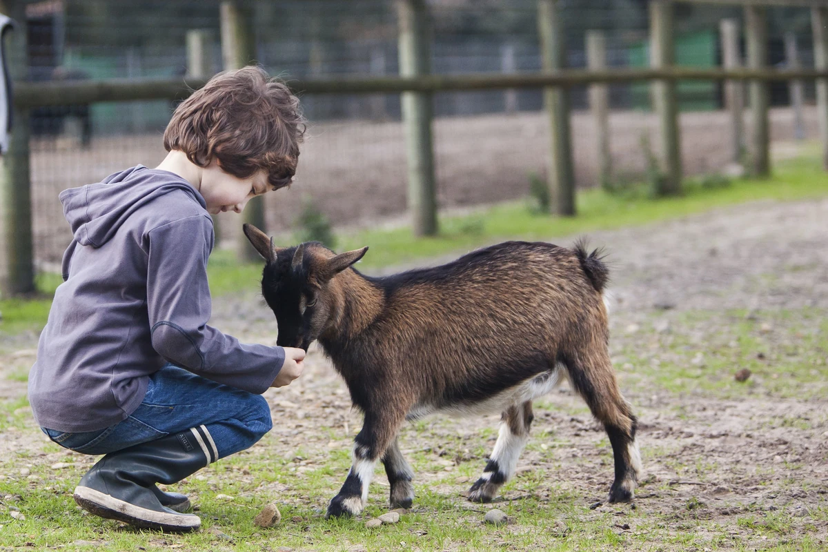 Animal domestique | Wiki Animaux | Fandom