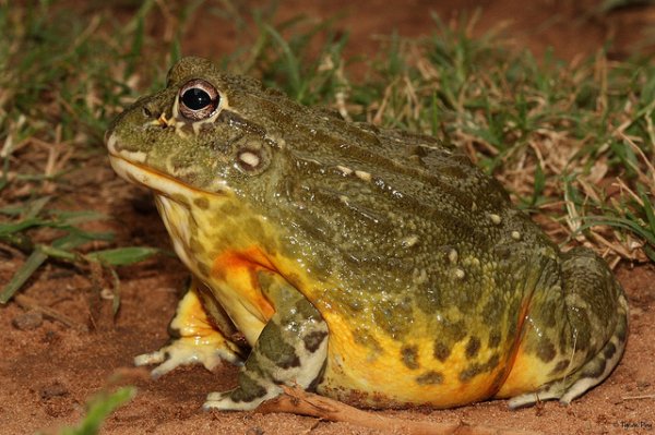 Crapaud buffle africain | Wiki Animaux | Fandom