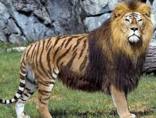 Tigron | Wiki Animaux ( en français) | Fandom