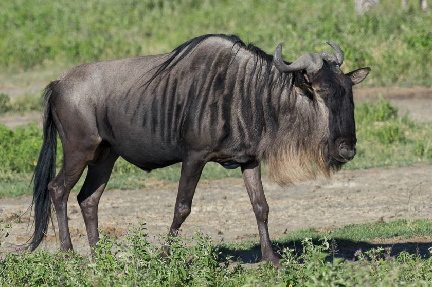 Blue Wildebeest | Anime in Games Wiki | Fandom