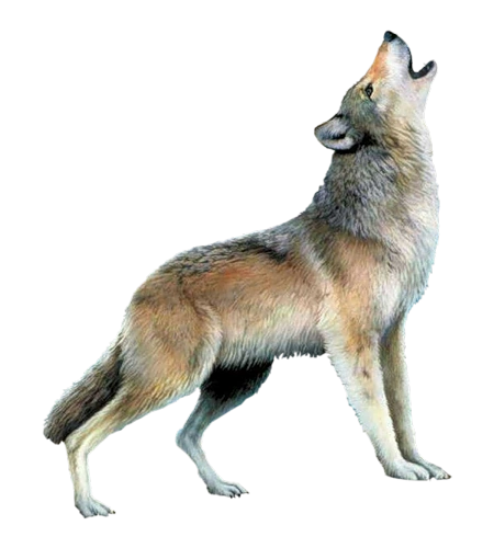 Lobo | Crossverse Wiki | Fandom