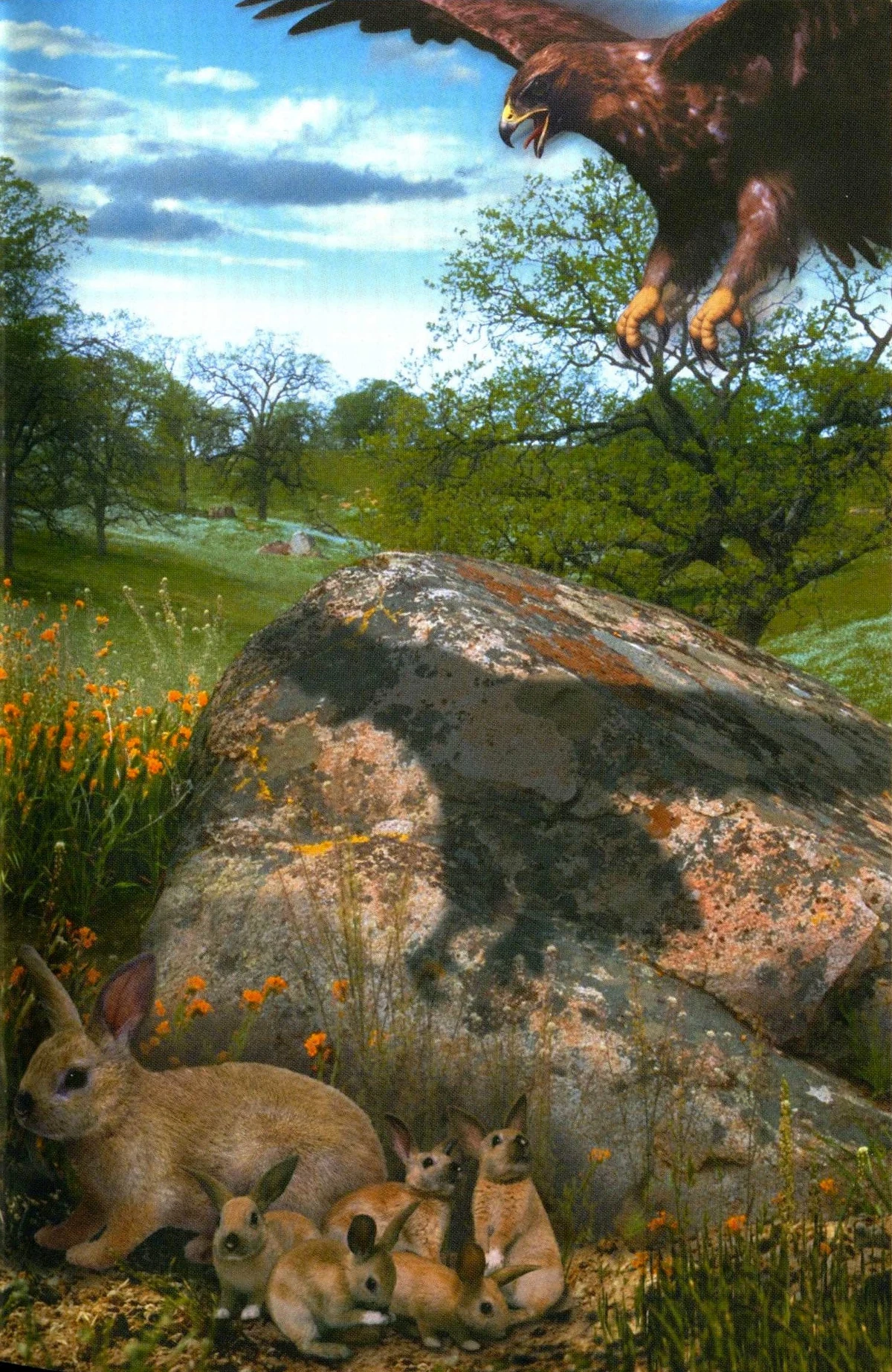 Rabbit | Seerowpedia | Fandom