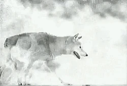 Boris Cabrera Animorphs